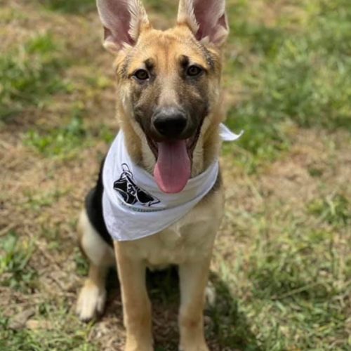 Home - Pawfect Poop Removal