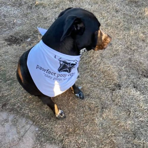 Home - Pawfect Poop Removal