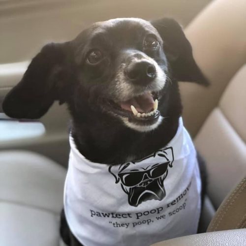 Home - Pawfect Poop Removal