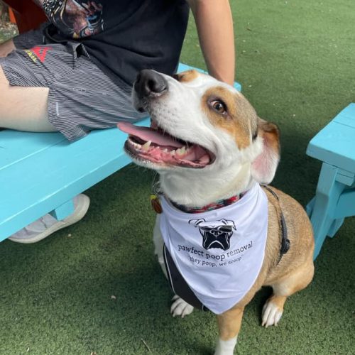 Pawfect Poop Removal | Pooper Scooper Service - San Antonio