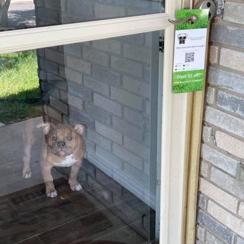 Pooper Scooper Service | Pawfect Poop Removal | Starting at $12.99